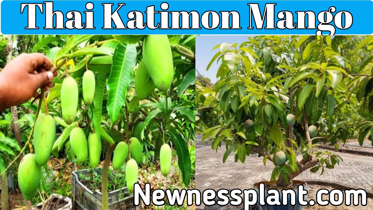 Thai Katimon sweet Mango tree | Thai Katimon sweet Mango Details Review ...