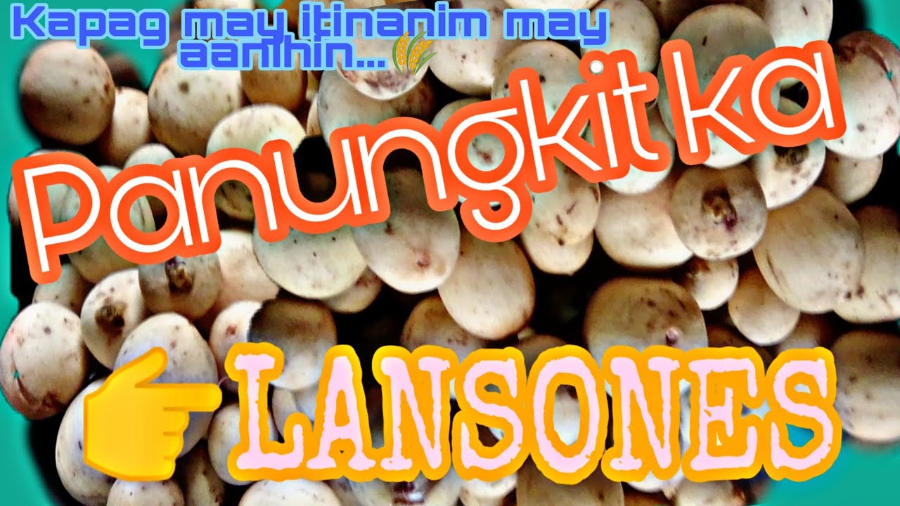 LANSONES || PANUNGKIT - YouTube