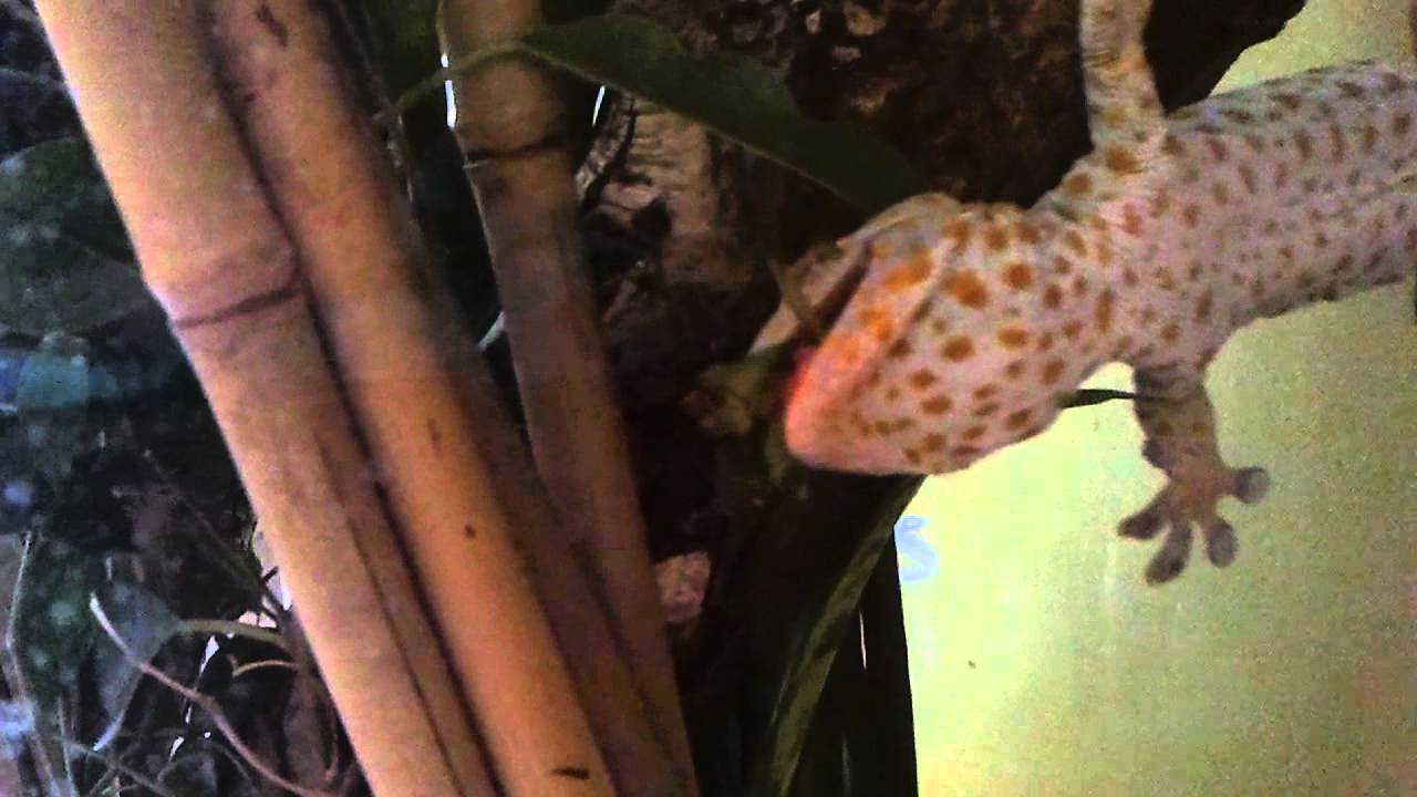 tokay gecko eating a grasshopper - YouTube