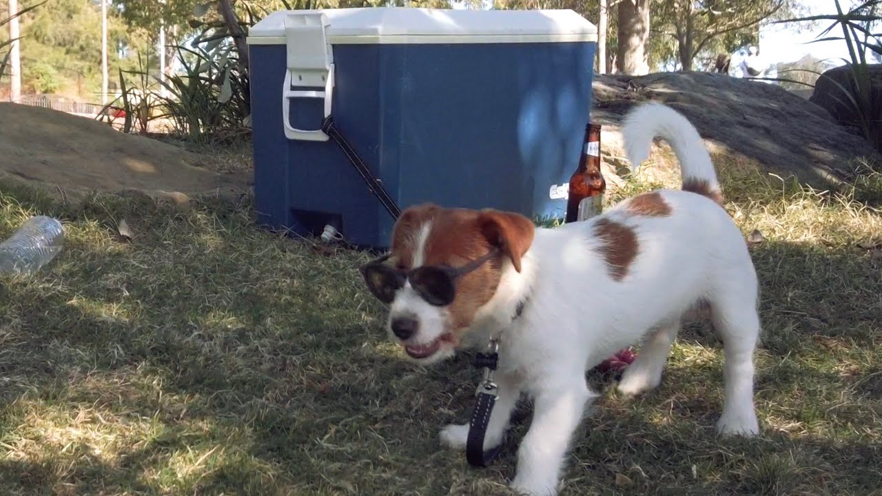 Exploring Sydney Harbour with a Jack Russell Puppy - YouTube