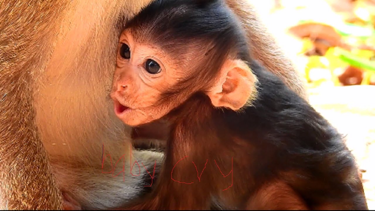 Ah! Poor Baby Cry Very Hard Baby Hungry Milk , Why Kidnapper Do Like ...