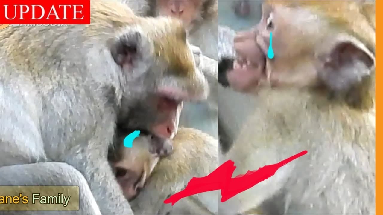 Horrible...Janna Cried Broken Heart Hurt Inside When Jane Bite Wean Her ...