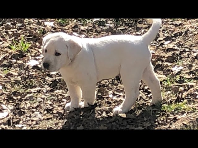 Baby Gele Labrador