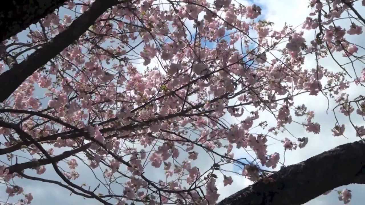 On a Windy Day in Spring ~ A Walk Along a River and Sakura - YouTube