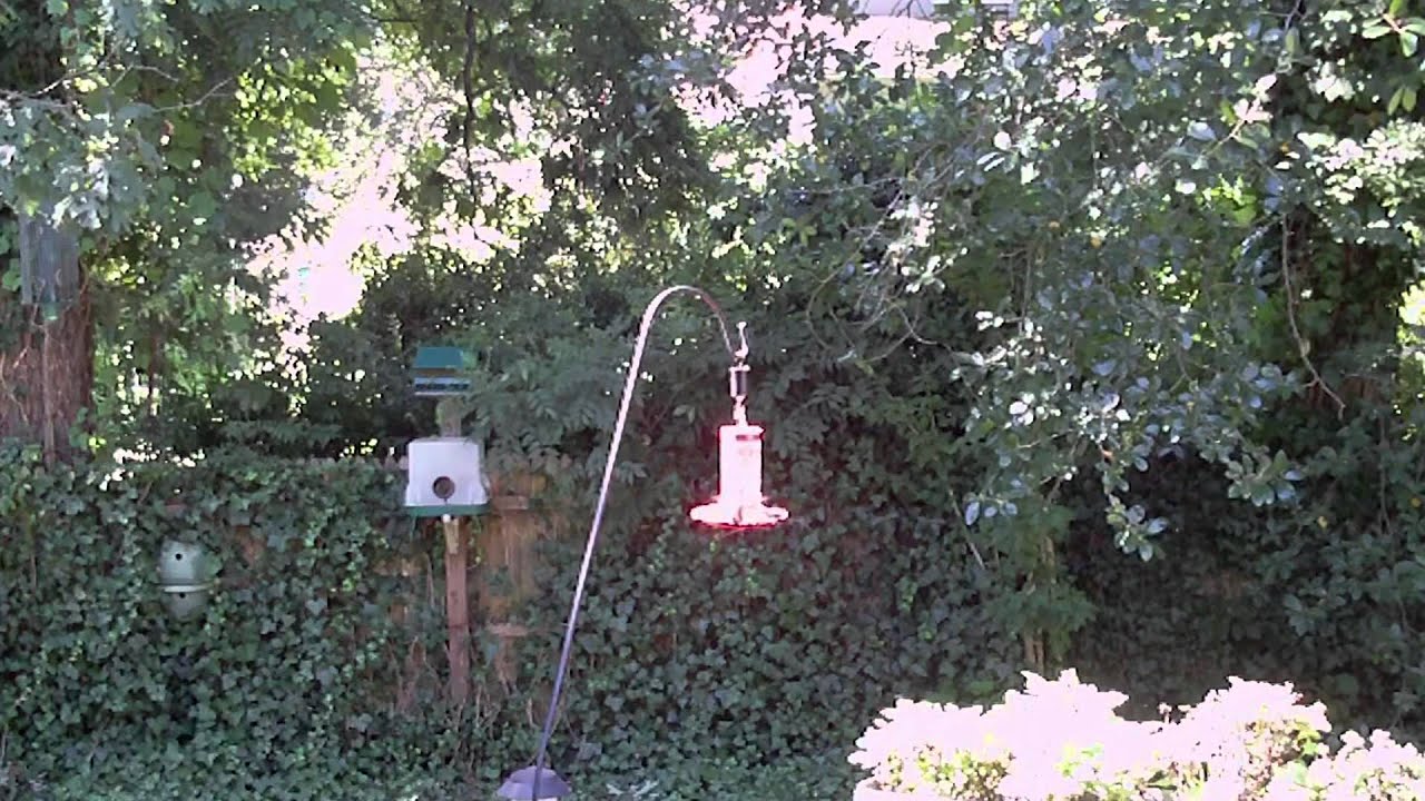 Dive bombing hummingbirds - YouTube