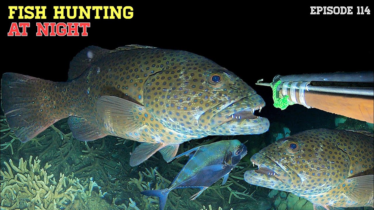 NIGHT SPEARFISHING EPISODE 114 | FISH HUNTING AT NIGHT - YouTube