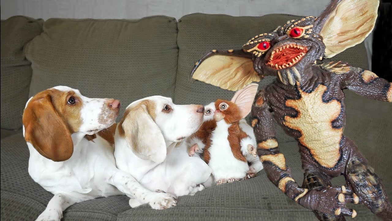 Dogs Save Gizmo from Gremlin! Funny Dogs Maymo & Potpie - YouTube