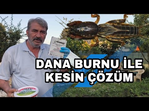 DANA BURNU İLE MÜCADELE'DE KESİN ÇÖZÜM #Danaburnu #Mücadele 