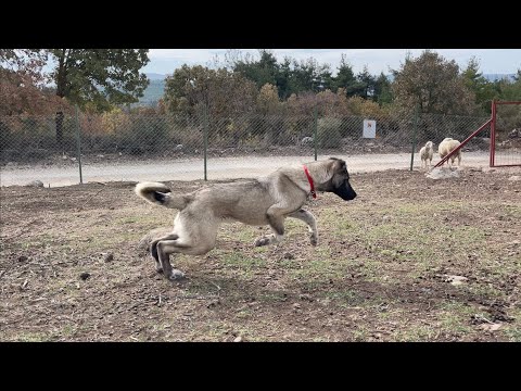 KANGAL ÇAVUŞUN KIZI MANKEN ÇEKİRGE AVINDA