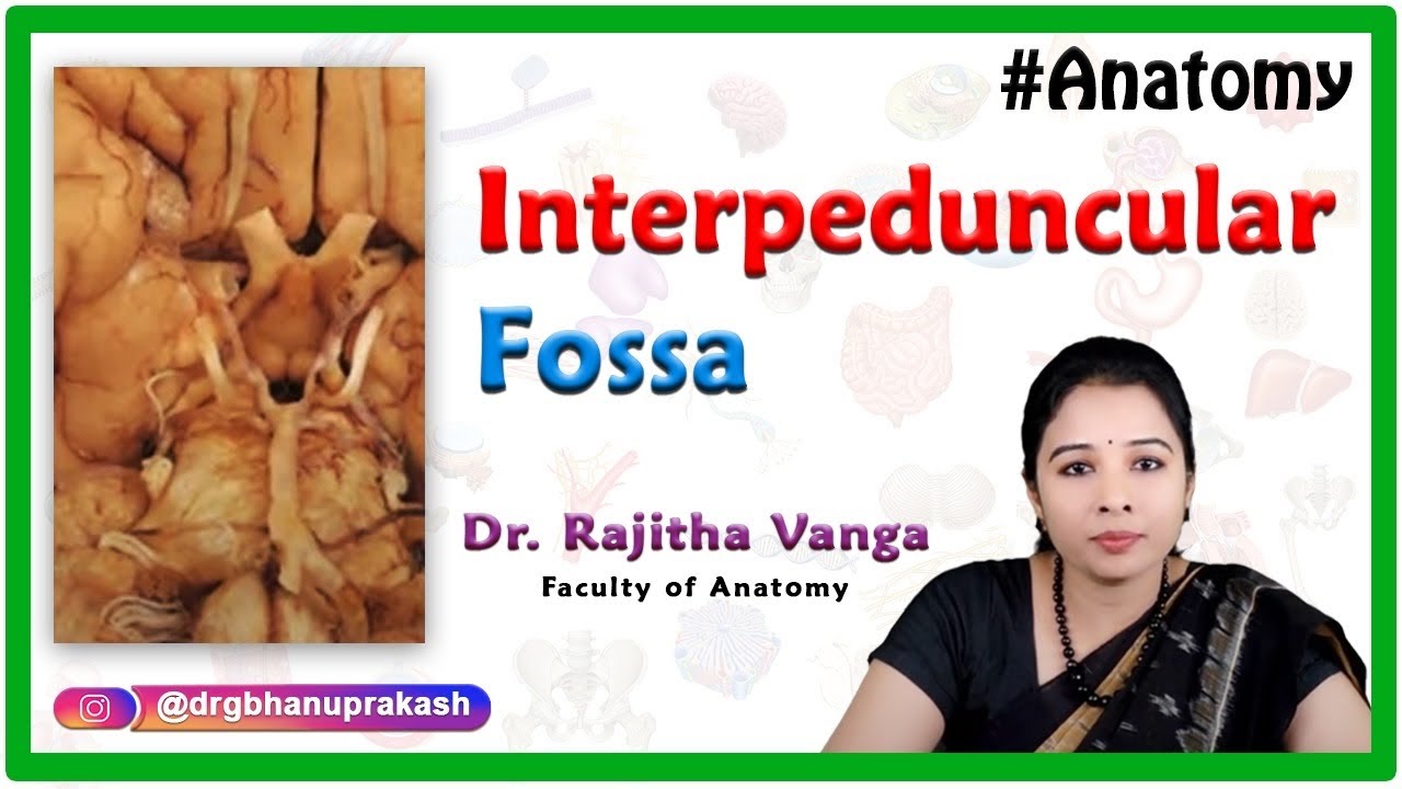 Interpeduncular fossa : Boundaries and Contents - YouTube