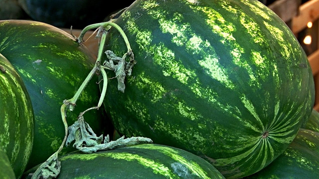 Sve što niste znali o lubenici - YouTube