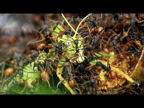 It's Why All Animals Are Afraid Of Ants - YouTube