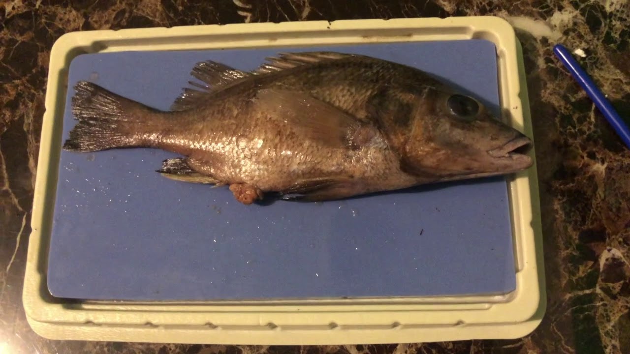 Perch Dissection - YouTube