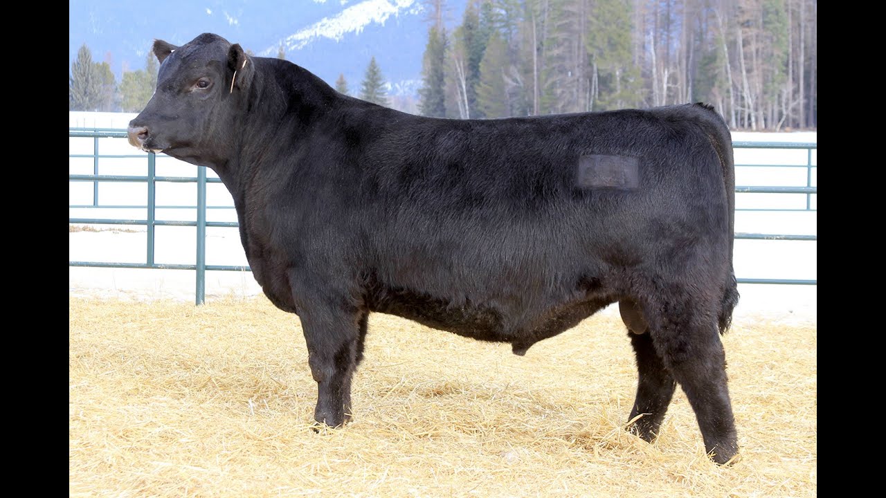 Lot 1 - Filmed on 2/21/2014 - YouTube