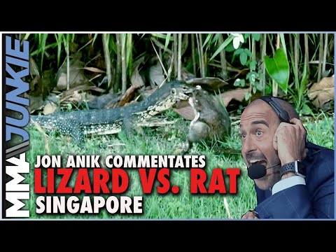 Video: UFC Commentator Jon Anik Hilariously Commentates A Lizard Vs A ...