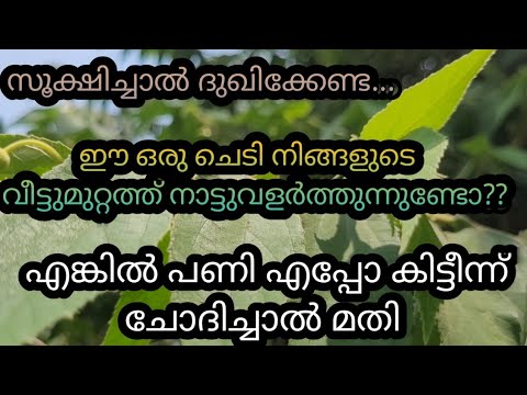 ഈ ചെടി വീട്ടിൽ ഉള്ളവർ ഇതറിഞ്ഞിരിക്കണം /gardening/garden tour /garden ...