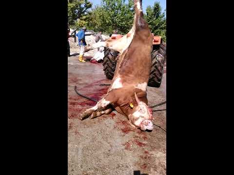 kurban kesimi 2015 malatya