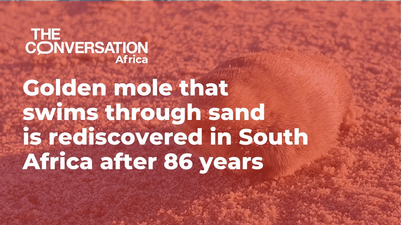 Golden mole that swims through sand is rediscovered in South Africa ...