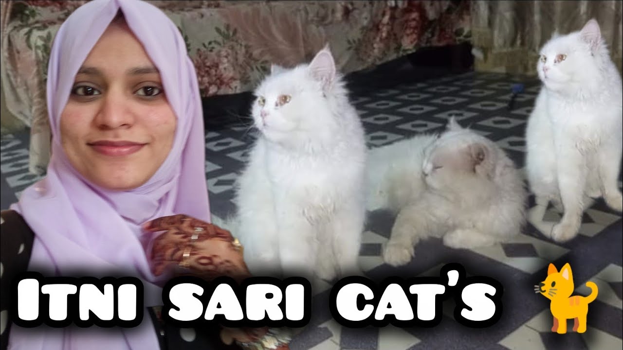 itni sari cat's 🐈 lai Ami ne 😍 (Horan Daily Vlog ♥️) - YouTube