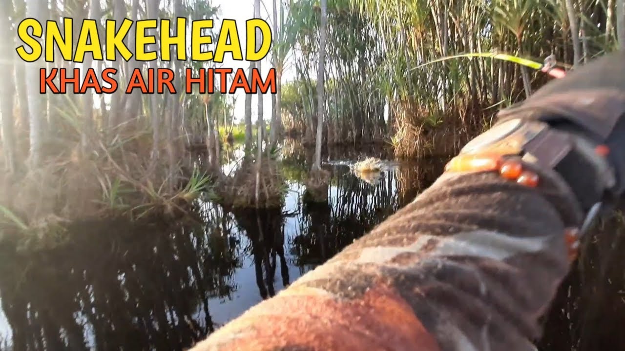 SNAKEHEAD‼️ IKAN TOMAN BATIK YANG DI BURU PARA ANGLER ||CASTING TOMAN ...