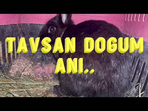 CÜCE TAVŞANIN DOĞUM ANI - çok farklı renk doğdu #tavşandoğumu