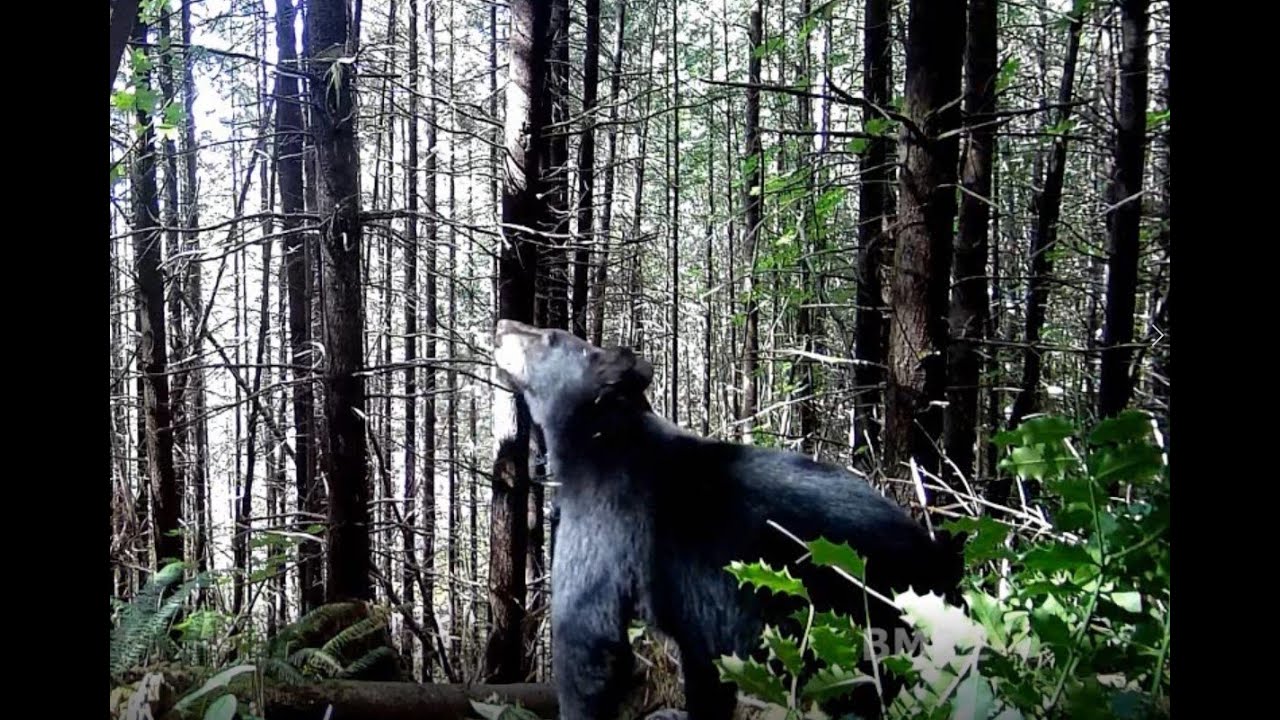 Giant Black Bear Spotted on Trail Cam: Nature video - YouTube