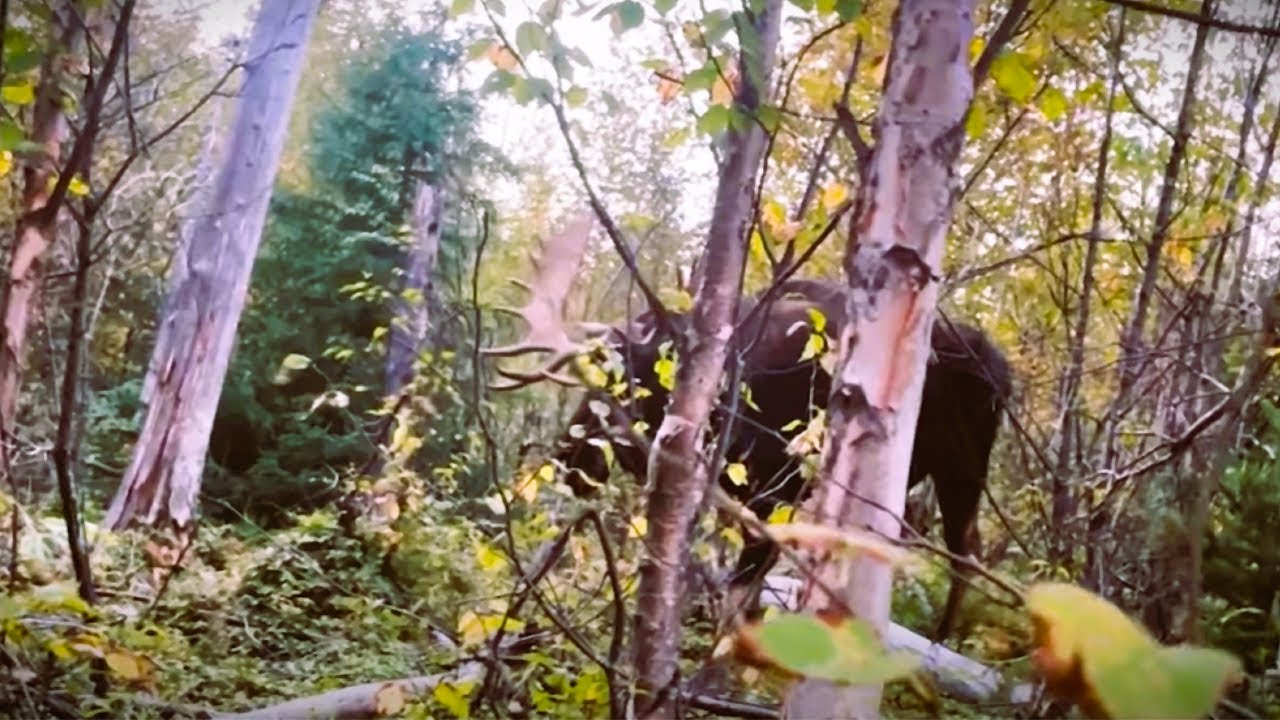 Les 12 meilleurs vidéos du concours Majeje Africa Safari - Roadhunt ...