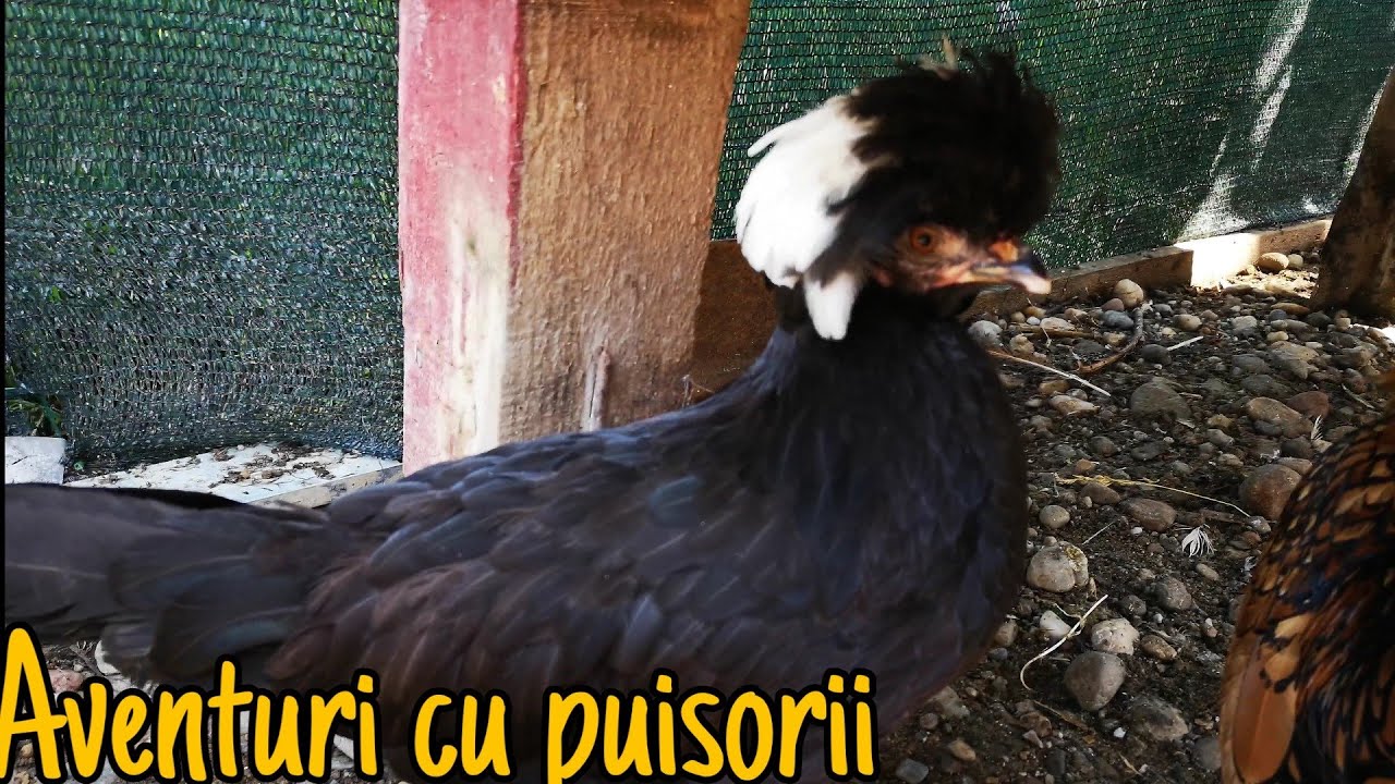 Aventuri cu puisorii (Chicken update) - ep. 12 - YouTube