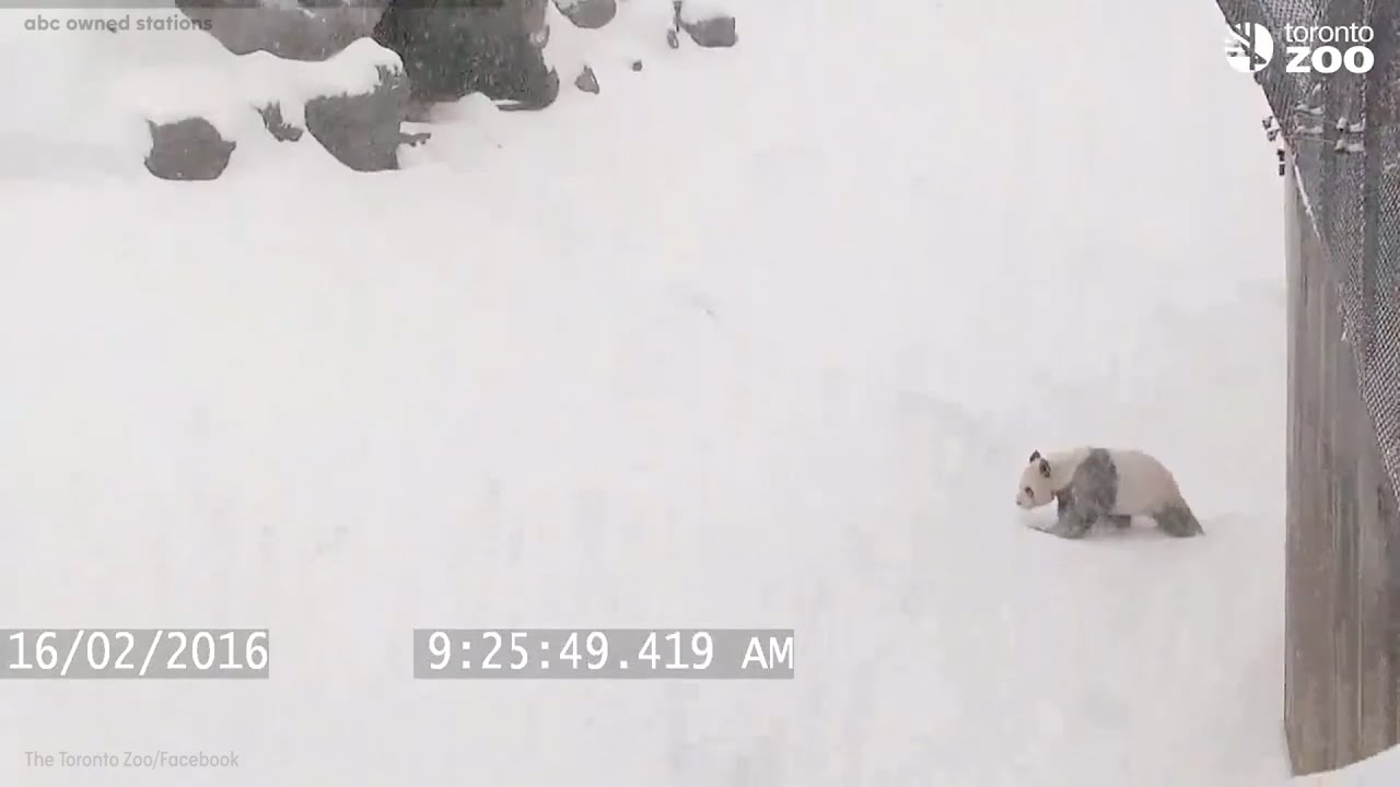Giant panda plays in the snow at the Toronto Zoo - YouTube