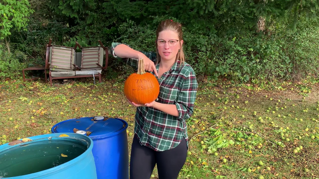Do pumpkins sink or float? - YouTube
