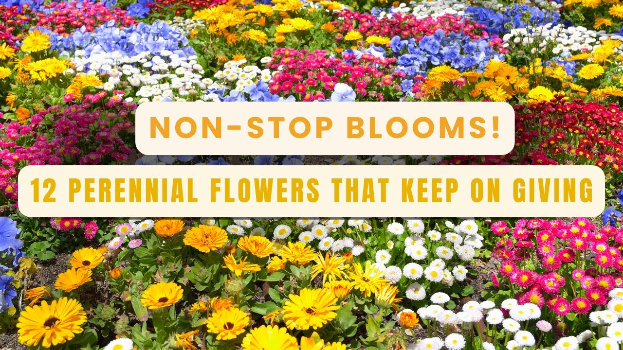 Non Stop Blooms! 12 Perennial Flowers That Keep on Giving - YouTube