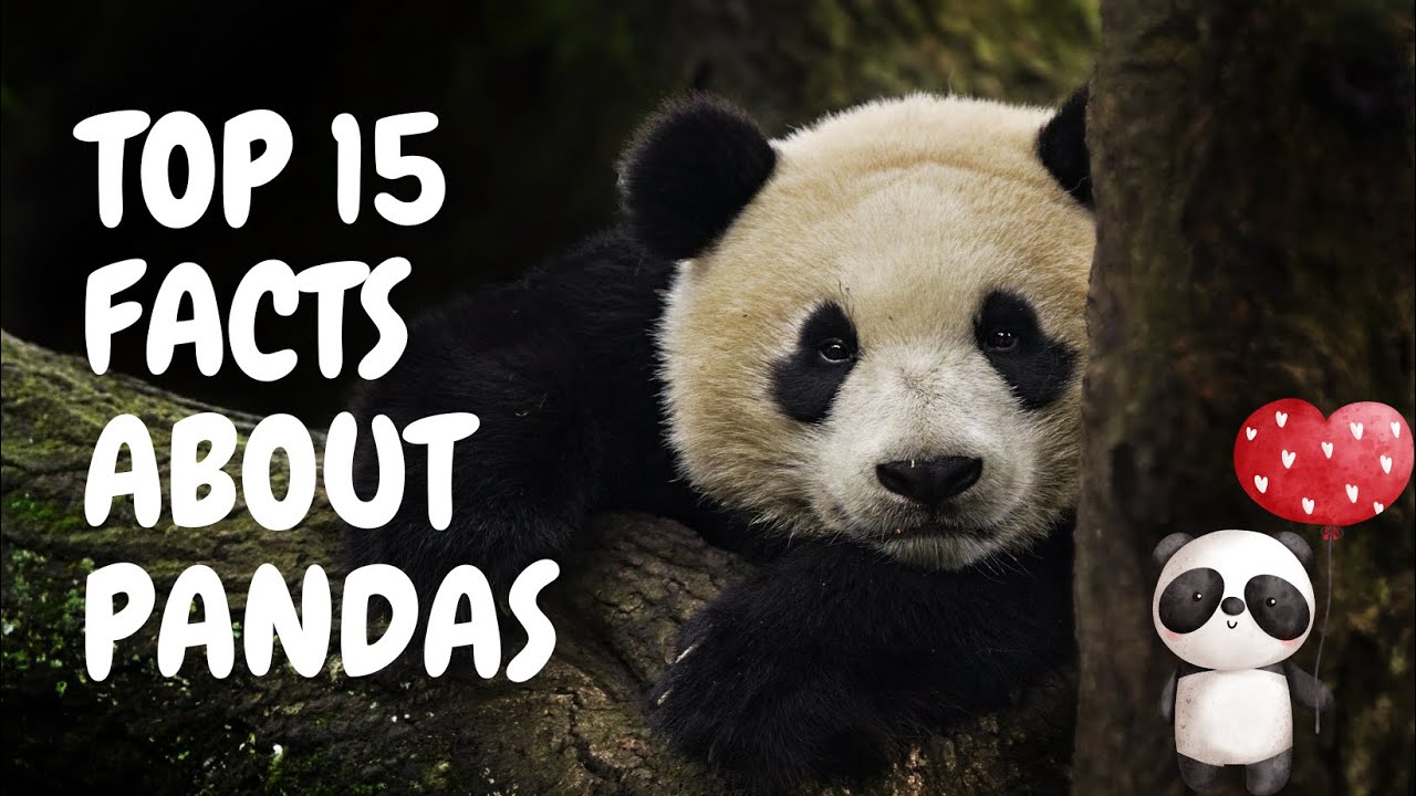 TOP 15 FACTS ABOUT PANDAS - YouTube