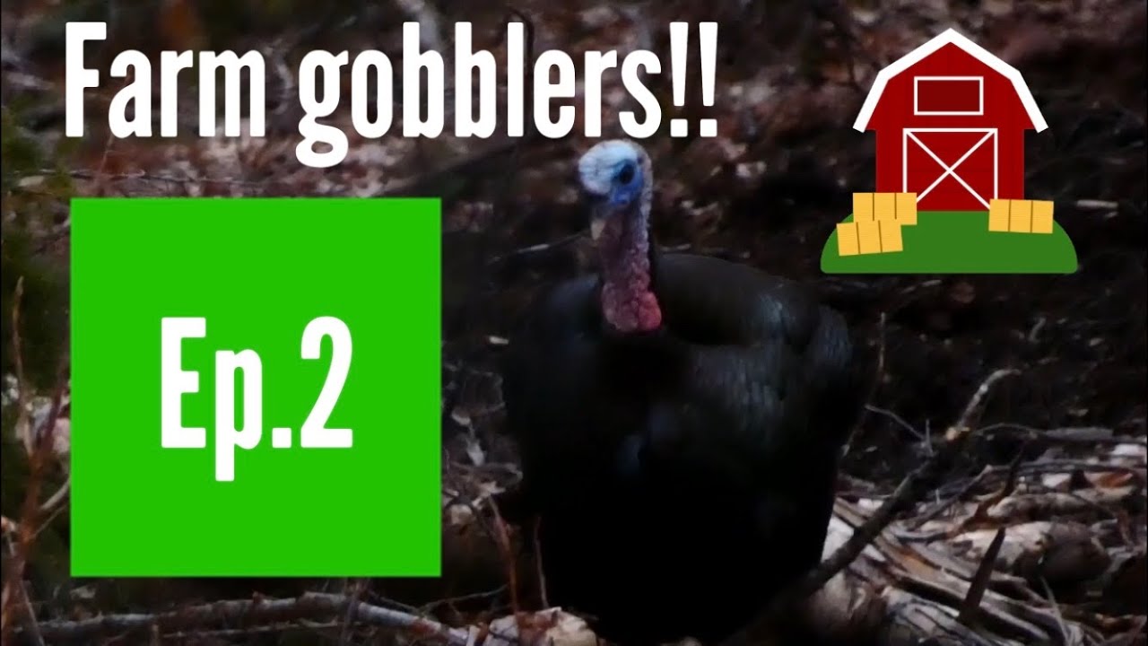 FARM GOBBLERS|maine turkey hunt - YouTube