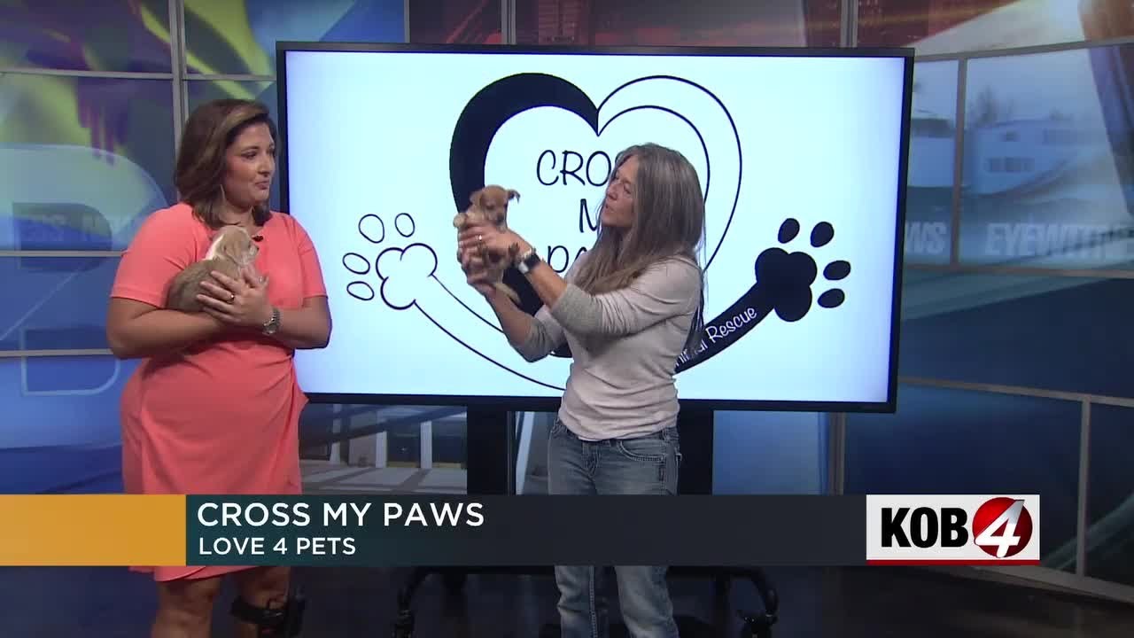 Love 4 Pets with pups from Cross My Paws - YouTube