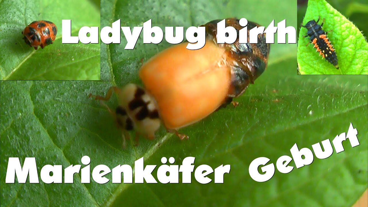 Die Gebut eines Marienkäfer in voller Länge, Ladybug birth - YouTube