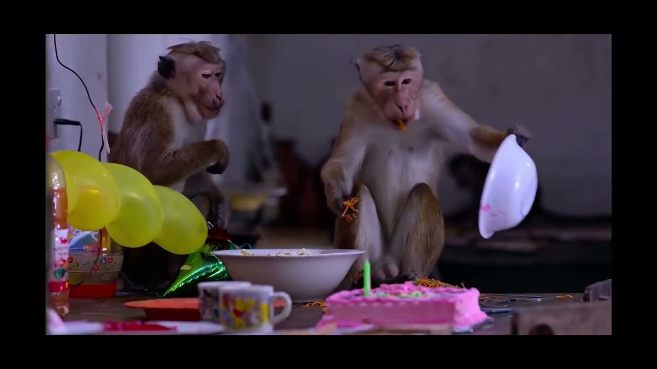 Disneynature monkey kingdom monkeys, sneaking food - YouTube