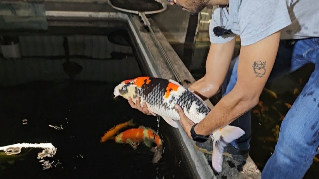 2 FEET JUMBO KOI FISH in India at Ochiba Koi Pune - YouTube