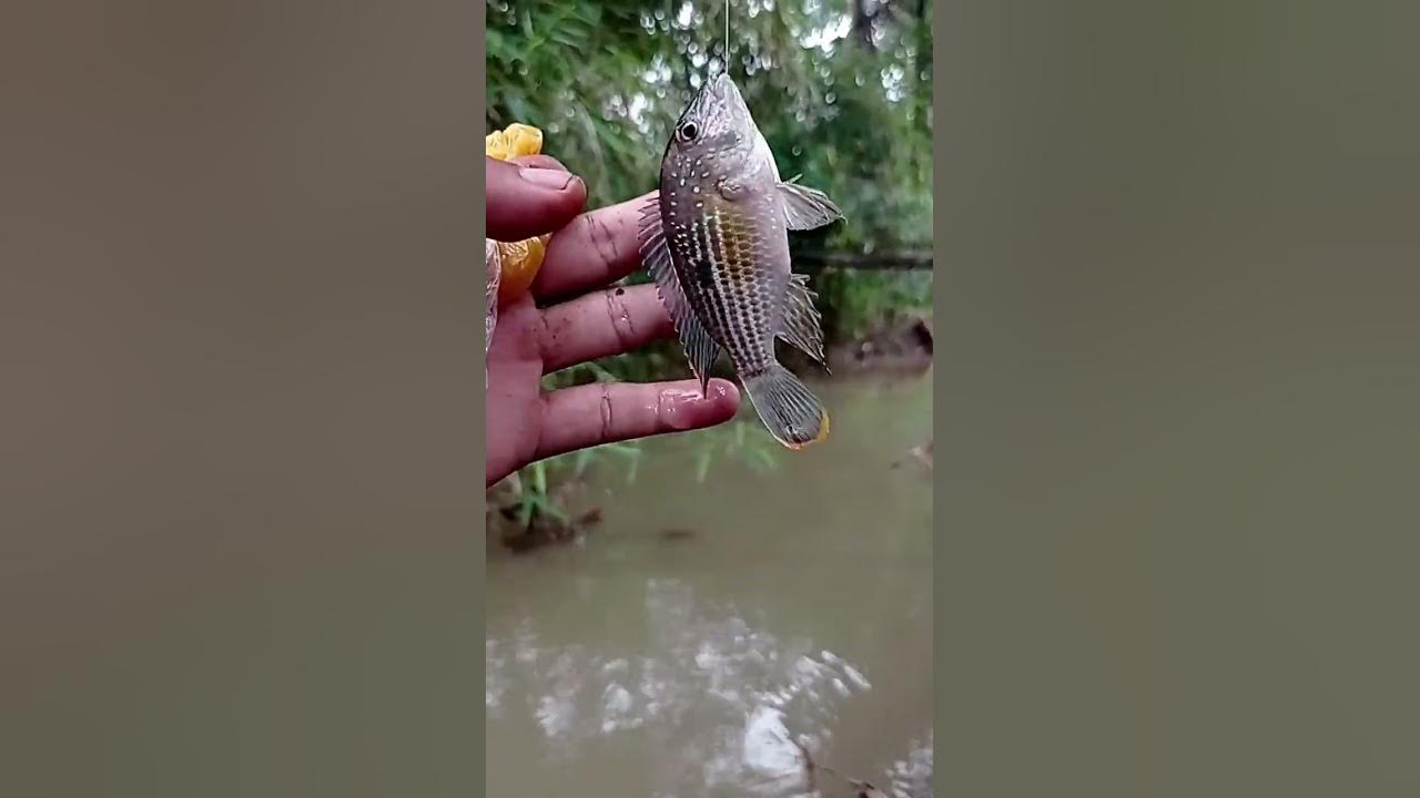 Ngabuburit Mancing Wader Part 7 - YouTube