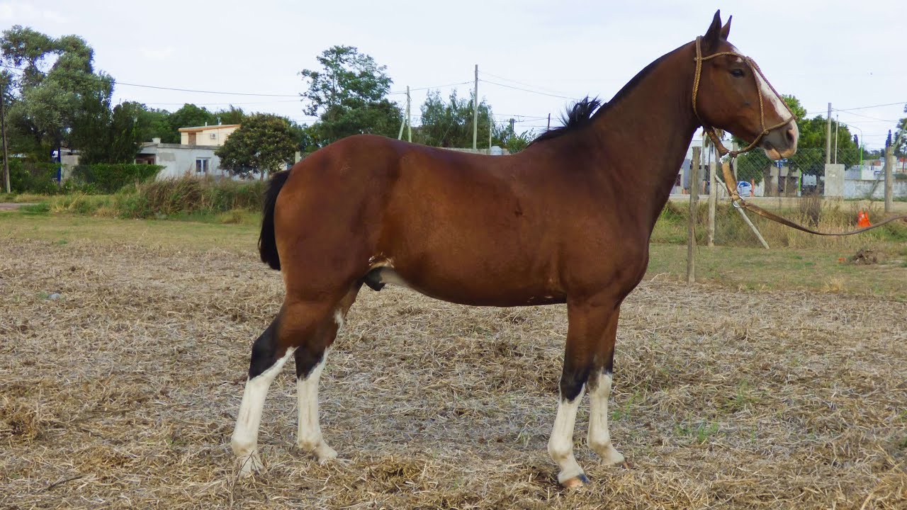 Caballo zaino colorado manso calzado de cuatro - $1.700.000 ...