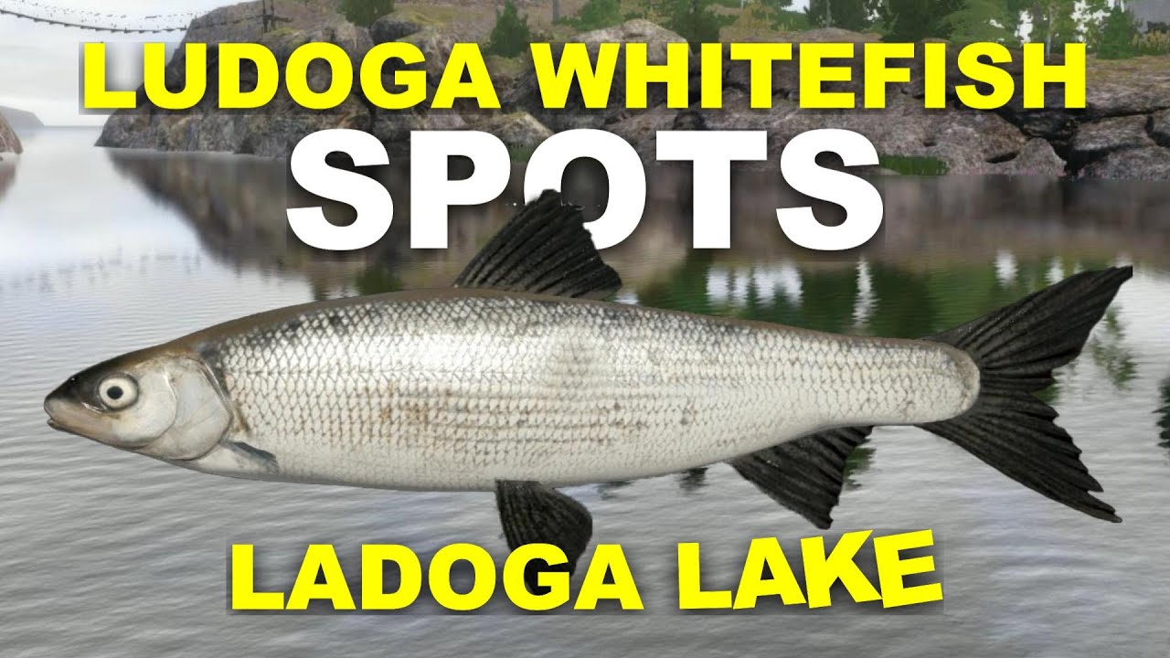 Russian Fishing 4 LUDOGA WHITEFISH SPOTS Ladoga Lake - YouTube