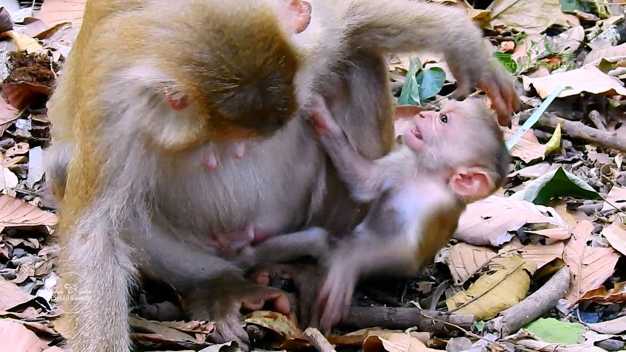 New baby monkey crying hungry! - YouTube