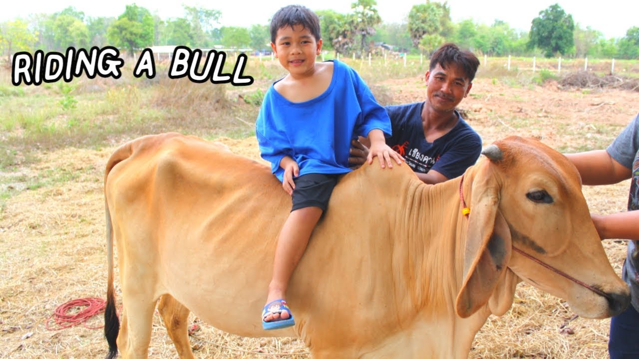 Riding a cow Close with the cow | Prince For Fun - YouTube