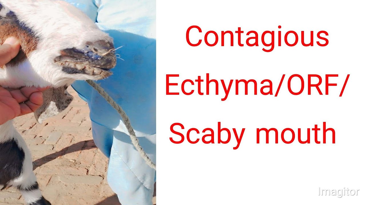 Contagious Ecthyma in goat|Orf| Scaby mouth|sore mouth|Dr Shafiq Ahmad ...