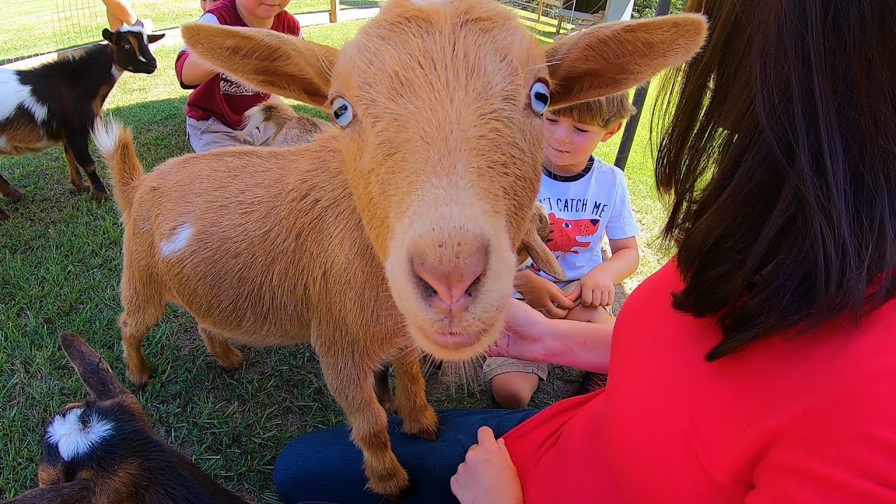 🐐 GOAT DADDY'S FARM 🐐 - YouTube