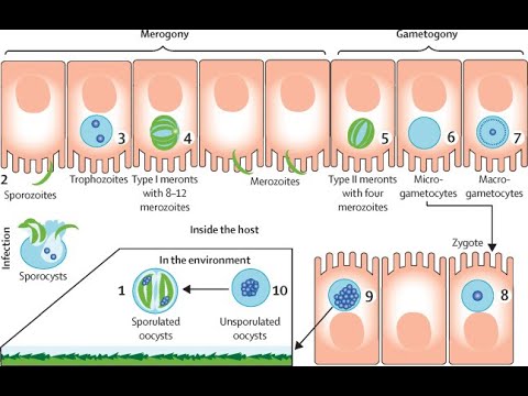 Understanding Cyclosporiasis - A Closer Look (3 Minutes)