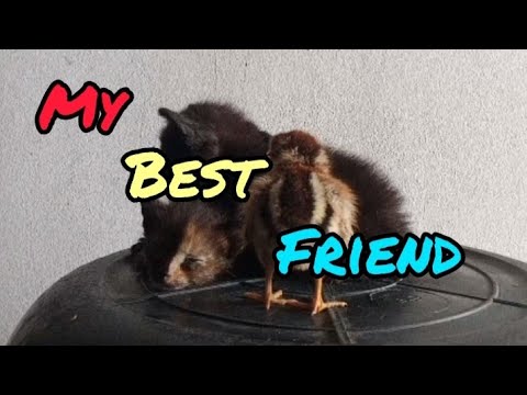 kittens and baby chicks - best of friends - YouTube