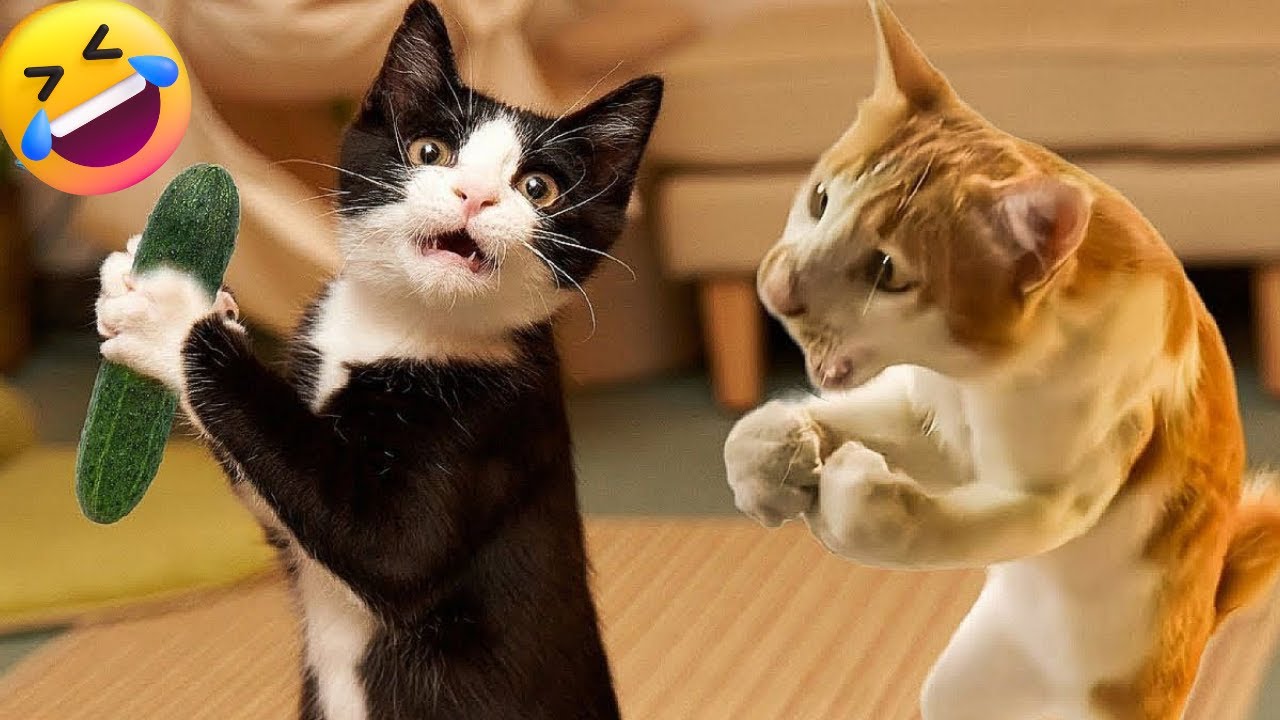 Funniest CATS 😹😍Funny Cats Videos 😻😂 Funny Videos Every Days - YouTube
