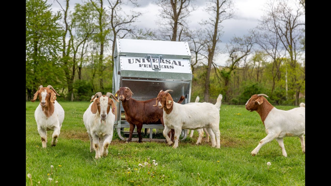 Goats Eating at a Universal Feeders Saliva Lick Feeder - YouTube
