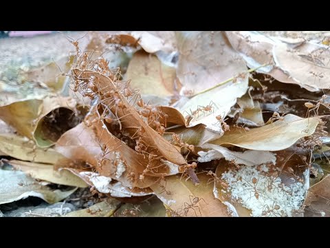 Thousands Ants in the Philippines - YouTube