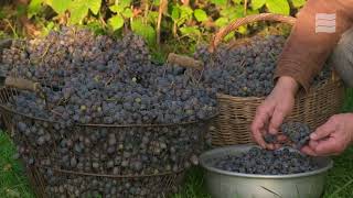 LANCAMENTO NAS MERCES - ALTA GARDENS E COBERTURAS